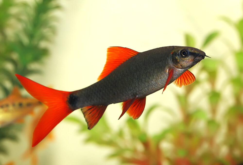 Will a Fish’s Tail and Fin Heal & Grow Back? » Petsoid