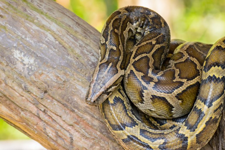6 Facts About The Reticulated Python Petsoid