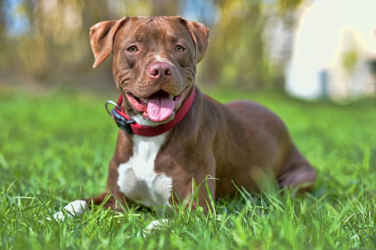 10 Best Dog Breeds with Autistic Children » Petsoid