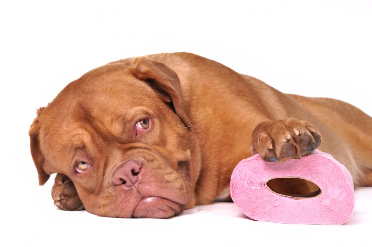 Why Do Dogs Eat Toilet Paper Petsoid why-do-dogs-eat-toilet-paper-petsoid