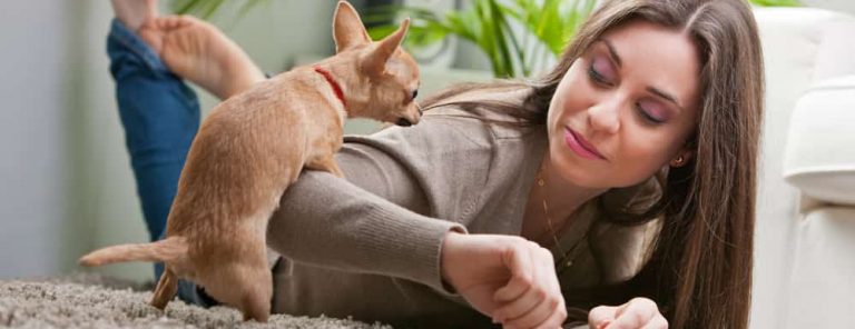 5 Reasons Why Your Dog is Humping the Air » Petsoid