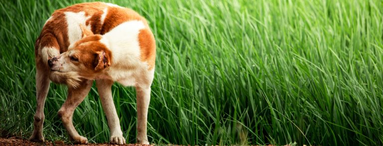 Dog Biting Tail Until It Bleeds - Reasons & Treatments