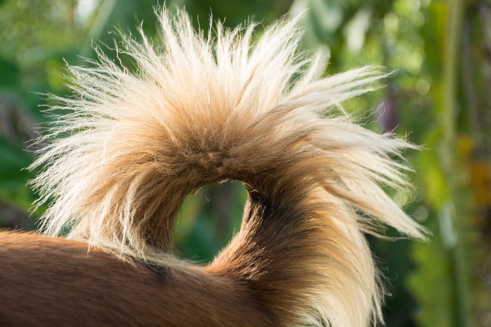 Injured Broken Dog Tail Symptoms Causes Treatments Petsoid