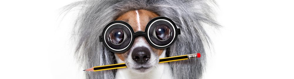 10 Dumbest Dog Breeds - Petsoid