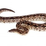 Rubber Boa - Care guide & Info - Petsoid