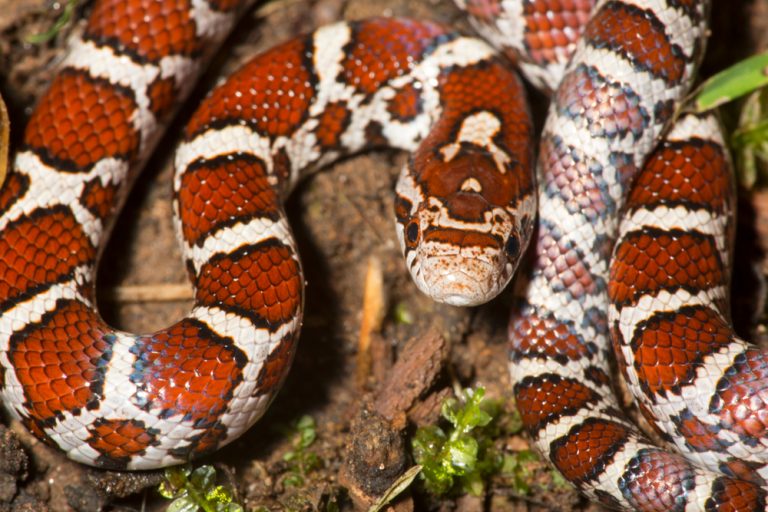 Eastern Milk Snake Care Guide - Size, Lifespan & More