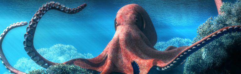 Pet Octopus Care Guide - Diet, Breeding & More » Petsoid