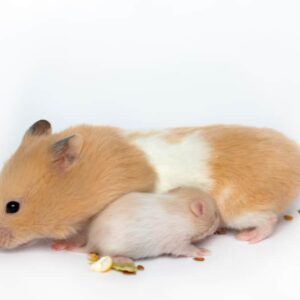 Hamster Life Cycle: Different Stages in their life » Petsoid