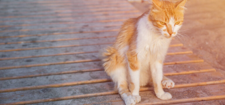 Cat Scooting - Why Does It Happen & What To Do? » Petsoid