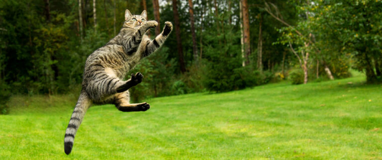 Why Do Some Cats Bunny Kick Things? » Petsoid
