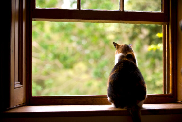 7 Ways to Stop Your Cat from Falling out of a Window » Petsoid