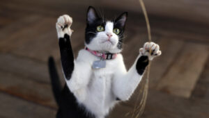 Reasons Why Your Cat Is Standing Up On Its Legs » Petsoid