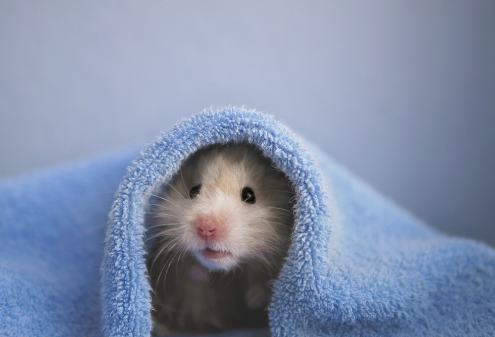How to Know if Your Hamster is Too Fat » Petsoid