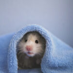 How to Know if Your Hamster is Too Fat - Petsoid