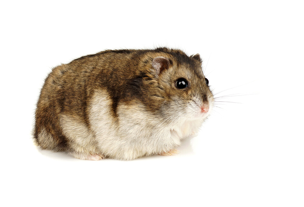 Hamster Life Cycle: Different Stages in their life » Petsoid