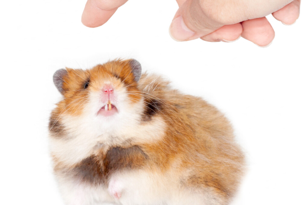 Hamster Life Cycle: Different Stages in their life » Petsoid