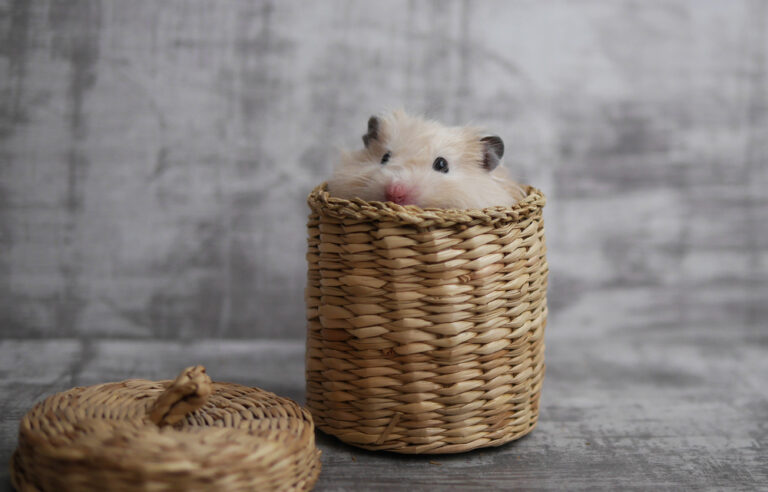 Hamster Life Cycle: Different Stages in their life » Petsoid