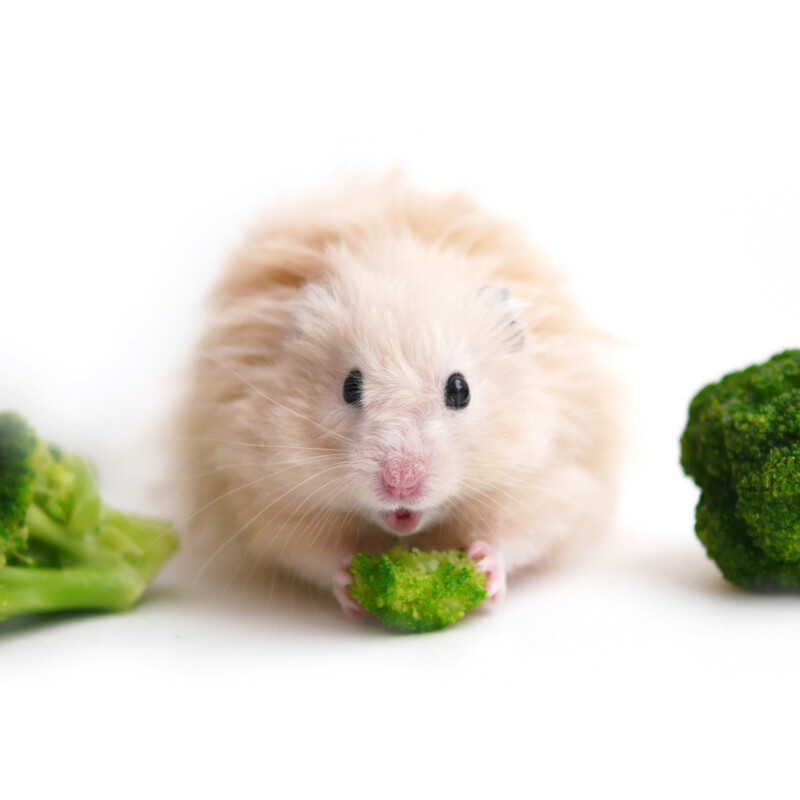 Hamster Life Cycle: Different Stages in their life » Petsoid