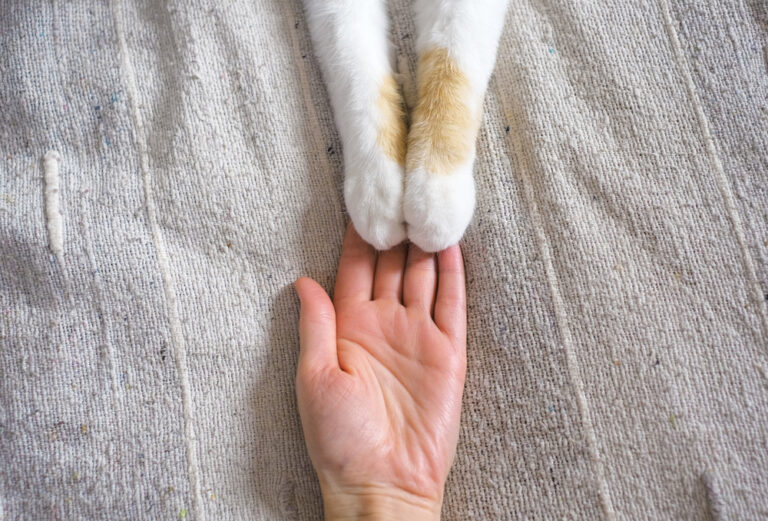 5 Cat Paw Facts You Need to Know About » Petsoid