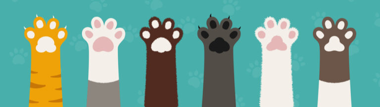 5 Cat Paw Facts You Need to Know About » Petsoid