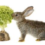 Poisonous Foods for Rabbits - Petsoid