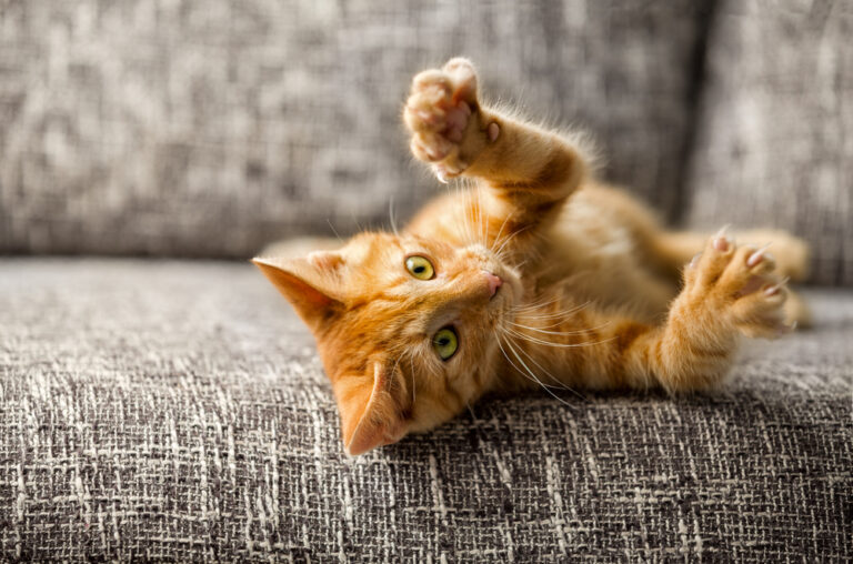 What Are Cat Zoomies & Should You Worry? » Petsoid