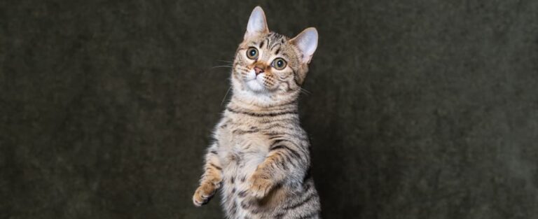Reasons Why Your Cat Is Standing Up On Its Legs » Petsoid