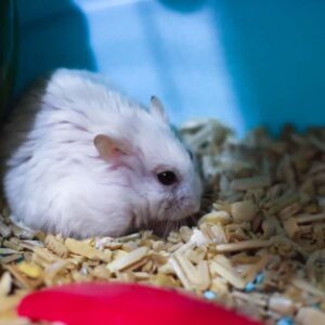 Hamster Life Cycle: Different Stages in their life » Petsoid