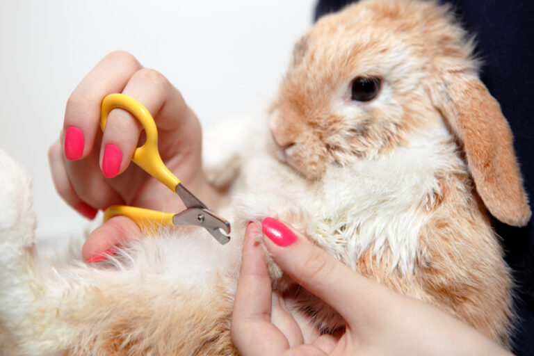 How to Trim Your Rabbit's Nails » Petsoid