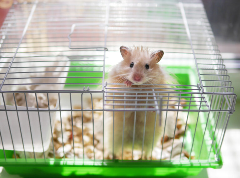 What's the Right Size Hamster Cage? » Petsoid