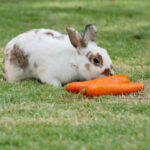 Poisonous Foods for Rabbits - Petsoid