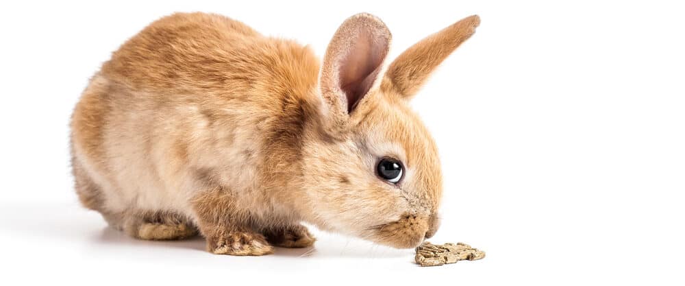 Poisonous Foods for Rabbits - Petsoid