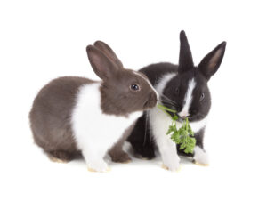 Poisonous Foods for Rabbits » Petsoid