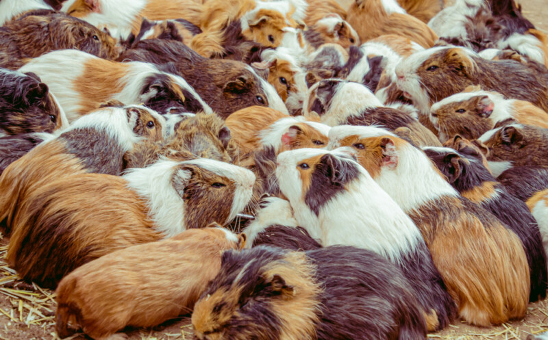 Breeding Guinea Pigs: What You Need to Know » Petsoid