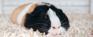 What to Do When Your Family’s Guinea Pig Dies? » Petsoid