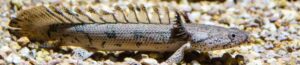 Bichir Care Guide - Tank Mates, Breeding & More » Petsoid
