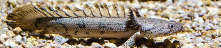 Bichir Care Guide - Tank Mates, Breeding & More » Petsoid