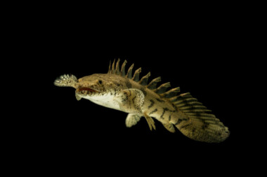 Bichir Care Guide - Tank Mates, Breeding & More » Petsoid