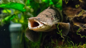 Bichir Care Guide - Tank Mates, Breeding & More » Petsoid