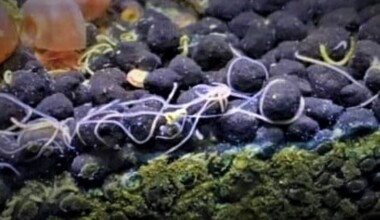 Why Are My Neon Tetras Dying? - Petsoid