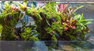 How to Create a Paludarium Tank » Petsoid