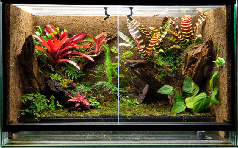 How to Create a Paludarium Tank » Petsoid
