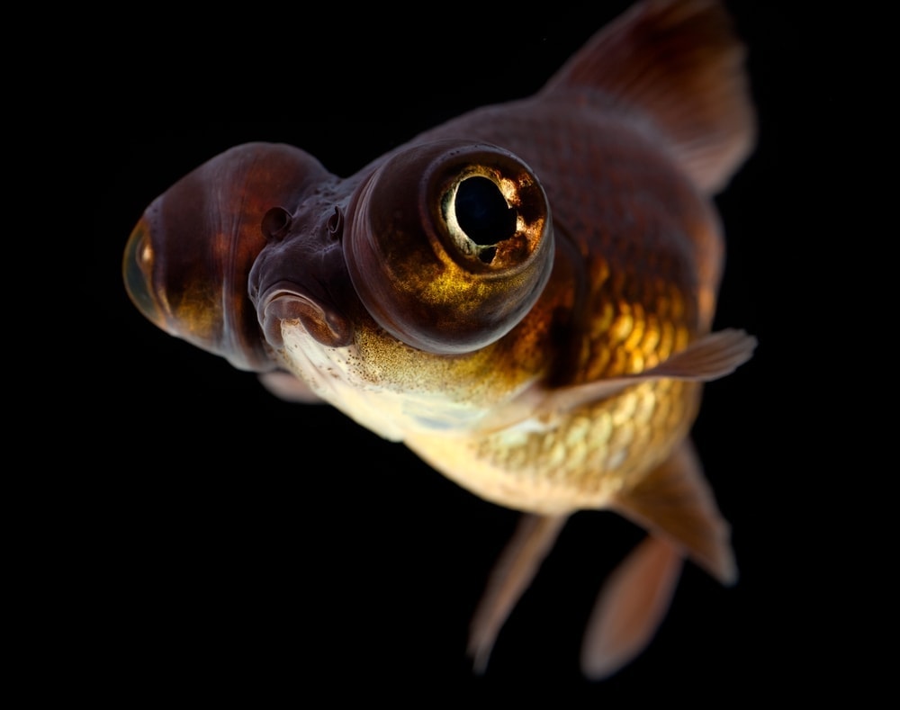 Black Moor Goldfish Care Guide Diet Breeding More Petsoid Black Moor Goldfish Care Guide Diet Breeding More Petsoid