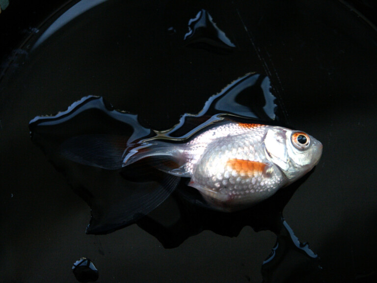 Can Too Much Dechlorinator Kill Fish? » Petsoid