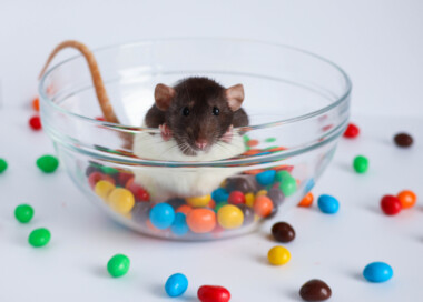 Can Pet Rats Eat Chocolate? » Petsoid