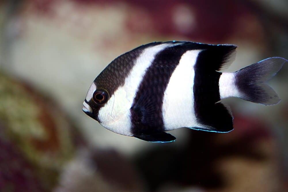 Damselfish Care Guide - Types, Breeding & More » Petsoid