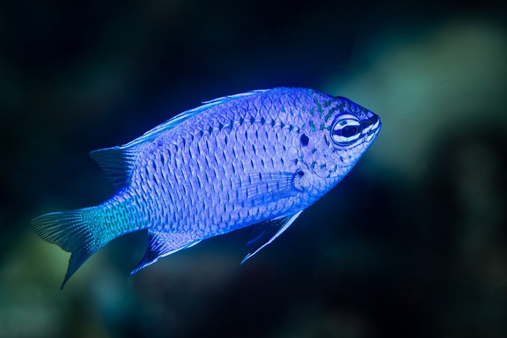 Damselfish Care Guide - Types, Breeding & More » Petsoid