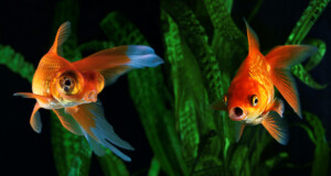Do Aquarium Fish Vomit & How Can You Prevent It? » Petsoid