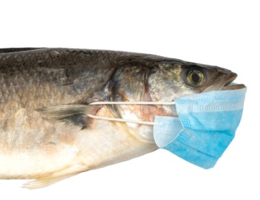 Do Fish Cough or Sneeze? » Petsoid