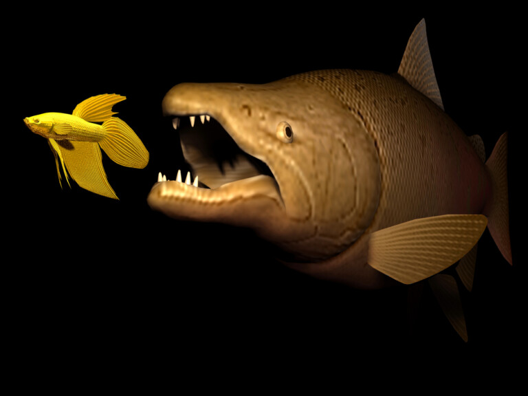 Do Fish Eat Other Fish? » Petsoid